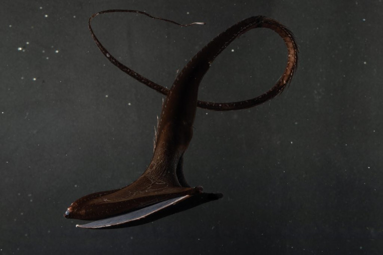 Gulper Eels - by EctoSludge