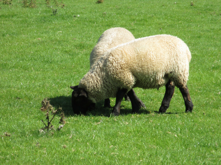 Photo #38 -- Sheep - Shot 2 - by Nez-Man