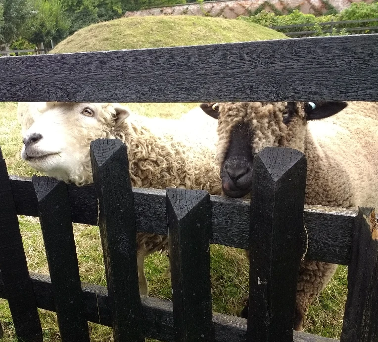 📸 Photo #207 — Sheep - Shot 5 - by Nez-Man