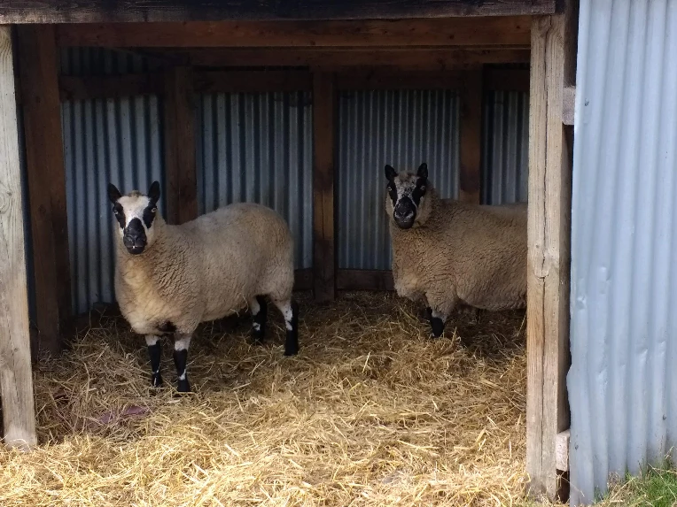 📸 Photo #227 — Sheep - Shot 8 - by Nez-Man