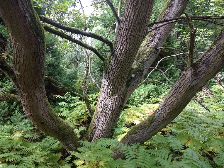 📸 Photo #368 — Multi-Trunk Tree - by Nez-Man