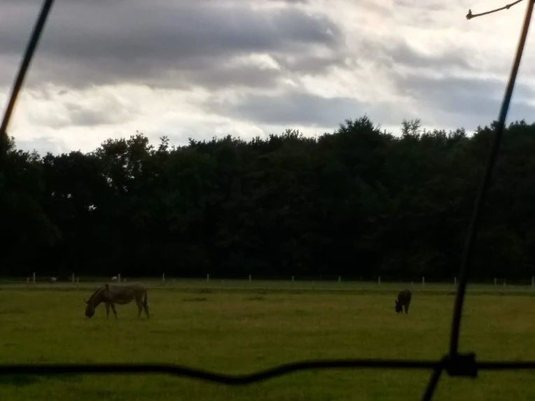 📸 Photo #399 — Field Animals - Zoomed In Shot - by Nez-Man