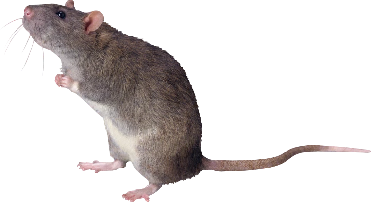 mouse dot png - by Bonnster