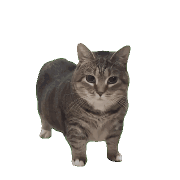 Oiia Oiia Spinning Cat