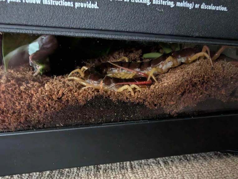 Victor Van Dort - by Reaperental