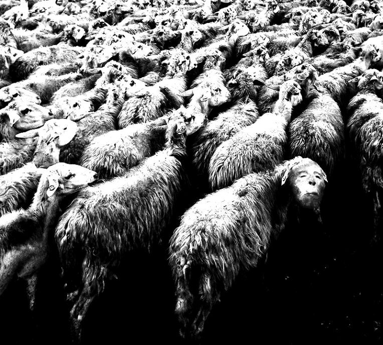 Sleepy Sheepies
