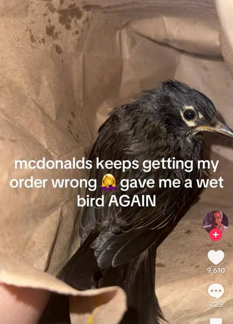 wet bird AGAIN by rottendottcom on Newgrounds