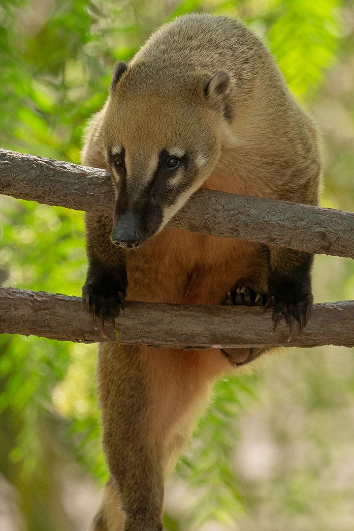 Coati!!! by cathodeGryphon on Newgrounds