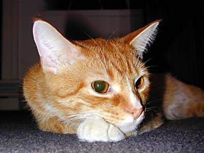 Newgrounds Wiki - Sherbert the Cat
