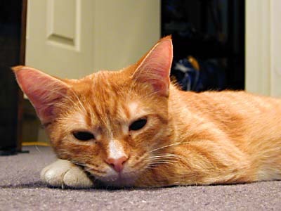 Newgrounds Wiki - Sherbert the Cat