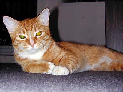 Newgrounds Wiki - Sherbert the Cat