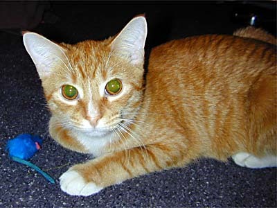 Newgrounds Wiki - Sherbert the Cat